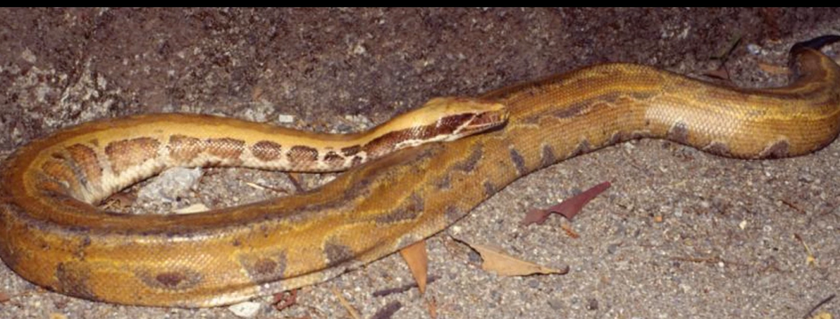 蟒科Pythonidae图鉴 - 哔哩哔哩