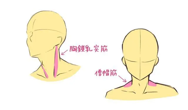 【绘画教程】教你画出性感的脖子，男女不同奥~ 哔哩哔哩