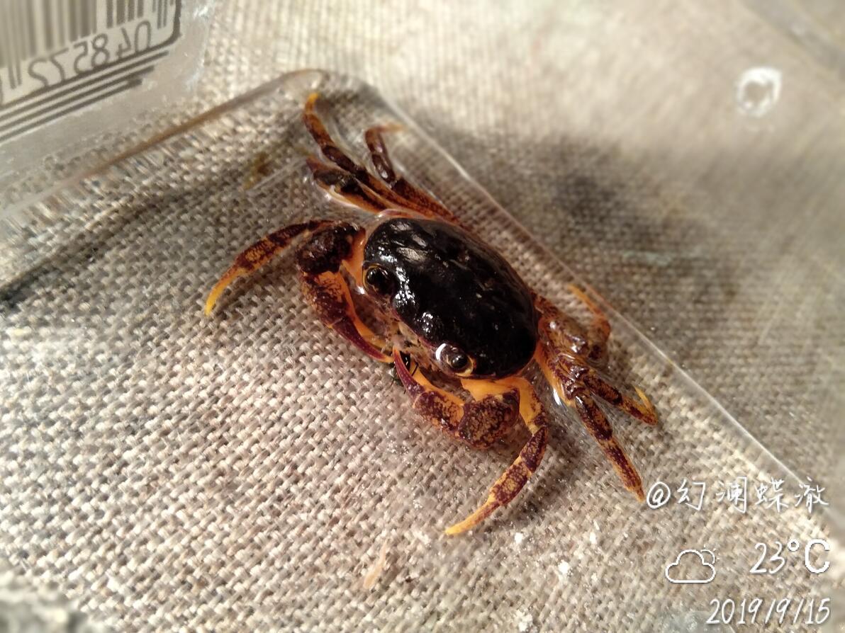 Potamidae溪蟹科已知属级翻译和分类 （2） - 哔哩哔哩