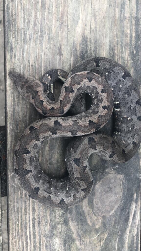 这是什么神仙颜值的蝰蛇？哦不好意思其实我们无毒——南洋蚺属（Candoia）全图鉴 - 哔哩哔哩