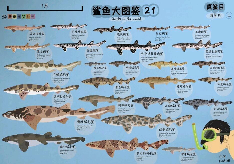 鲨鱼的大体分类――（三）:中 - 哔哩哔哩