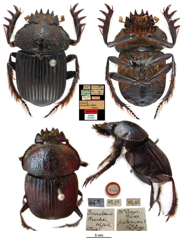 蜣螂-族与属整理（完结篇） - 哔哩哔哩