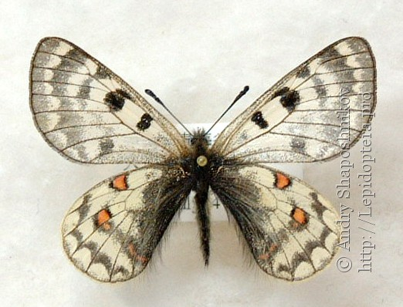 三十五种国内绢蝶属图录 - 哔哩哔哩