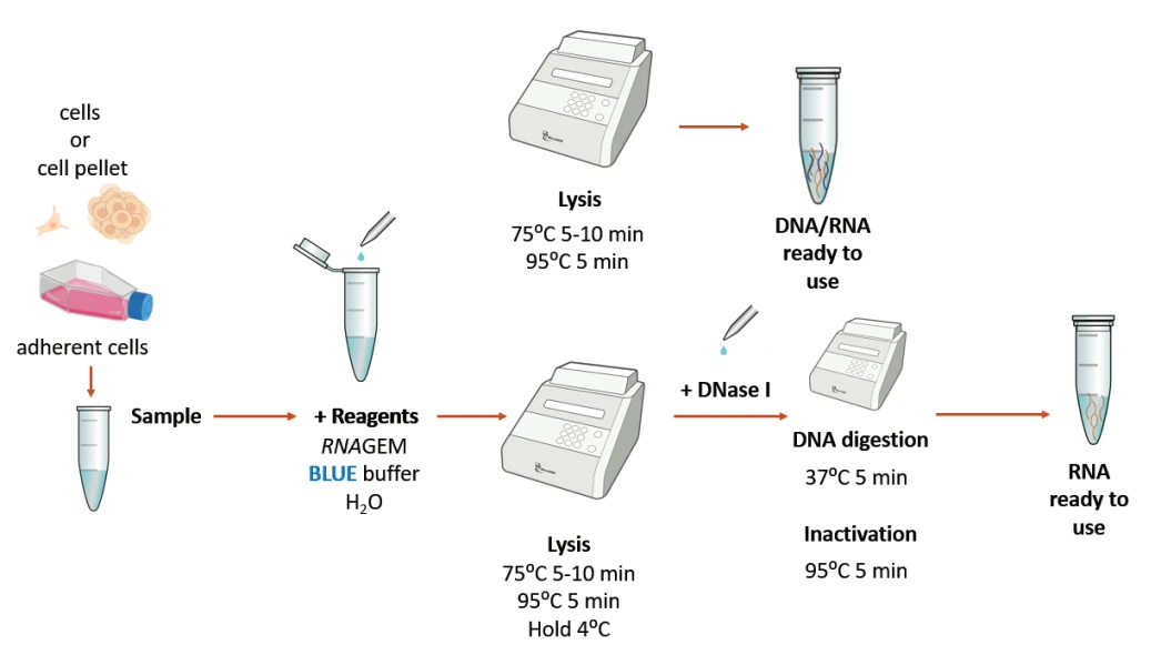 必看！快速高通量RNA纯化方法 - 哔哩哔哩
