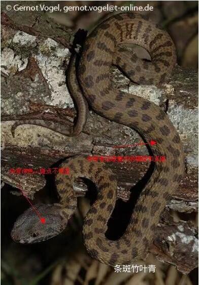 竹叶青属（Trimeresurus）鉴赏 你以为竹叶青都是原谅色的?一场视觉盛宴等你观赏! - 哔哩哔哩