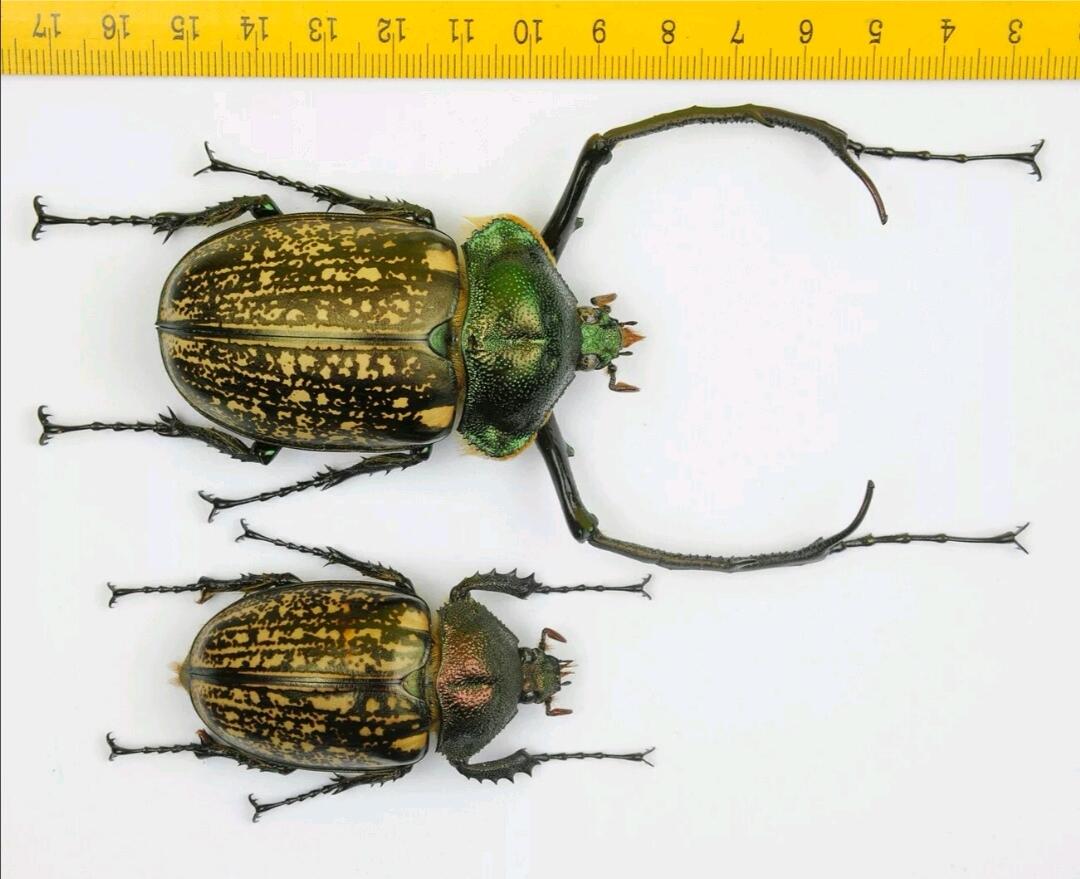 Cheirotonus 彩臂金龟属简介 - 哔哩哔哩