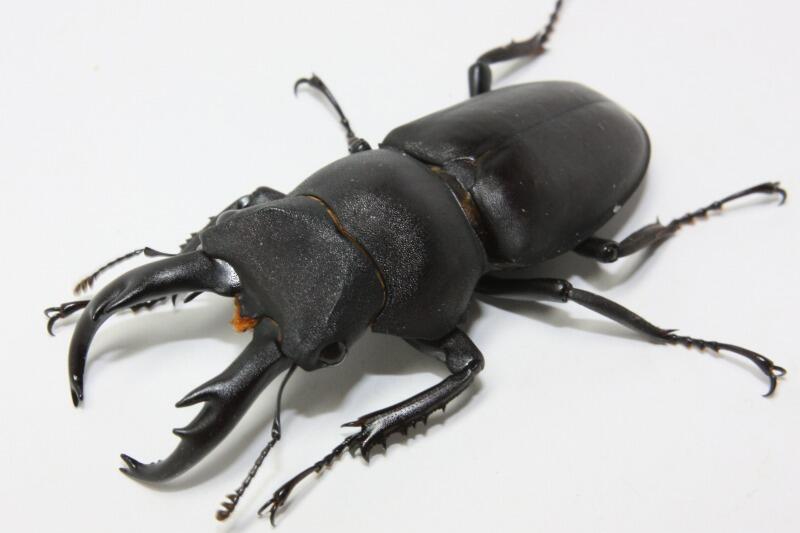 锹甲科-亚科与属整理（上篇） - 哔哩哔哩