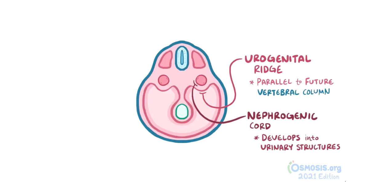 【Osmosis】泌尿系统的发育（双语对照） - 哔哩哔哩
