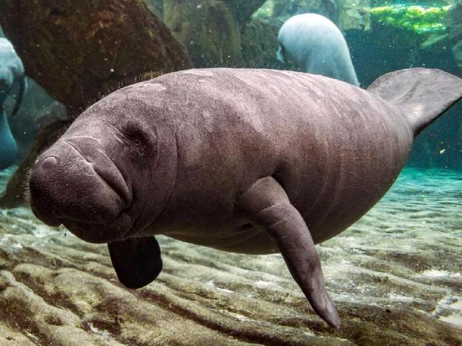 动物图鉴——非洲兽总目（一） - 哔哩哔哩