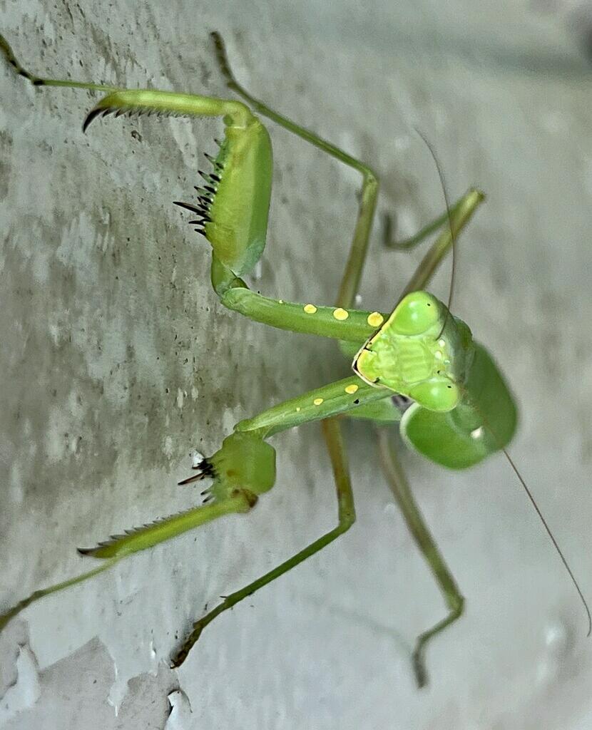 广斧螳与多刺斧螳（八莫斧螳）的外观差异 - 哔哩哔哩