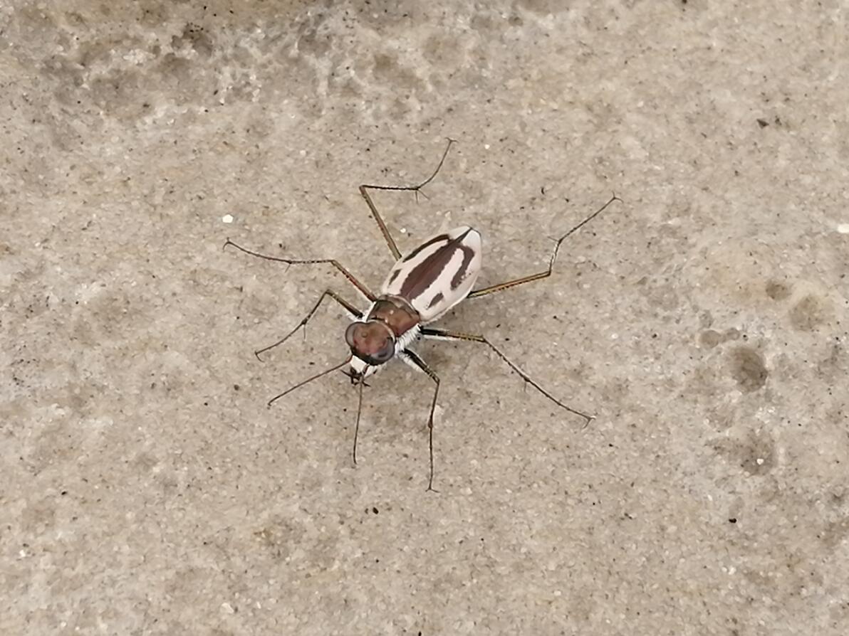 虎甲-族与属整理(上篇) - 哔哩哔哩