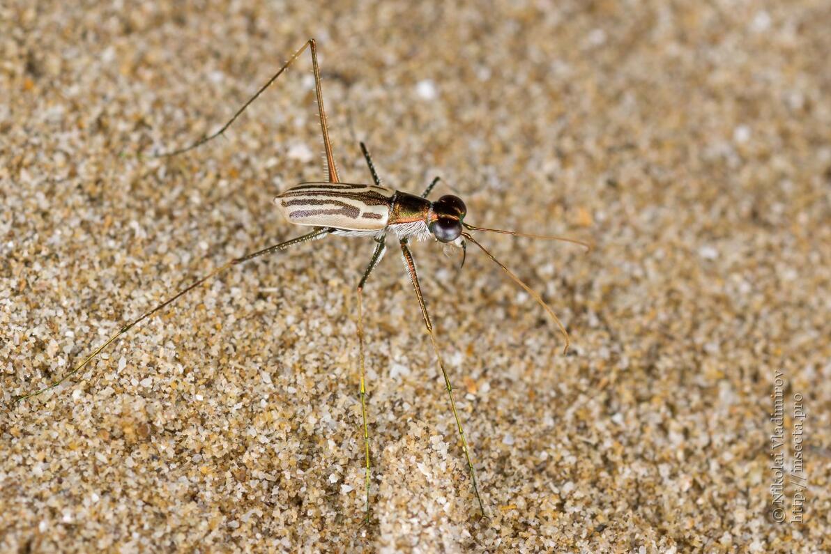 虎甲-族与属整理(上篇) - 哔哩哔哩