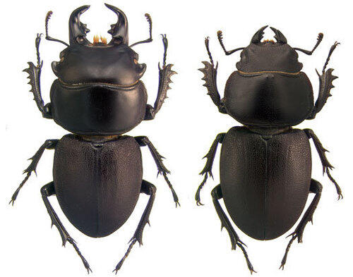 锹甲科-亚科与属整理（中篇） - 哔哩哔哩