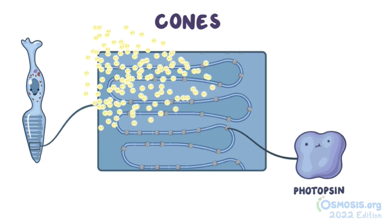 【Osmosis】感光（1/2）（双语对照） - 哔哩哔哩