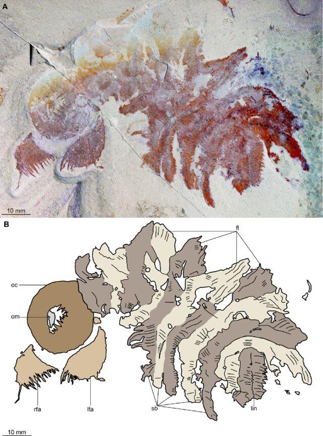【物种译名】放射齿目Radiodonta全物种译名 - 哔哩哔哩