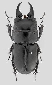 锹甲科-亚科\族\属 整理重置版（下篇） - 哔哩哔哩