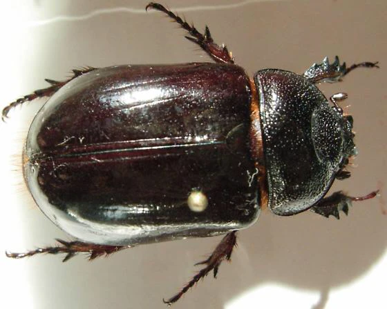 蛀犀金龟族全物种资料整理(下) - 哔哩哔哩