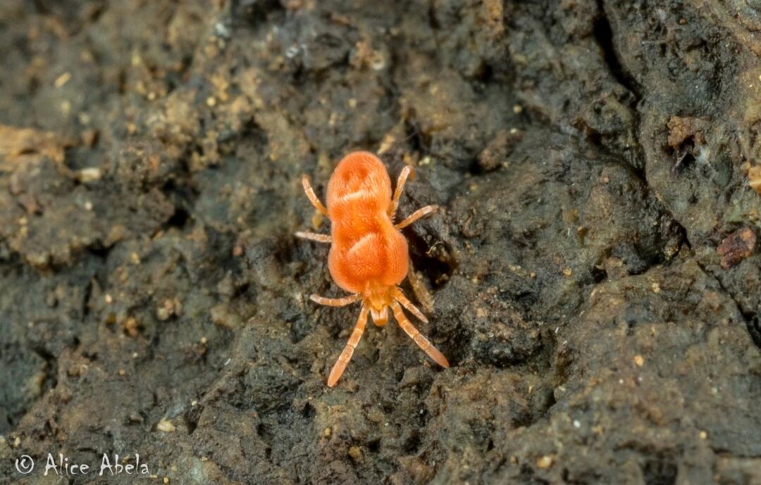 中国常见螨虫图鉴1.0 - 哔哩哔哩