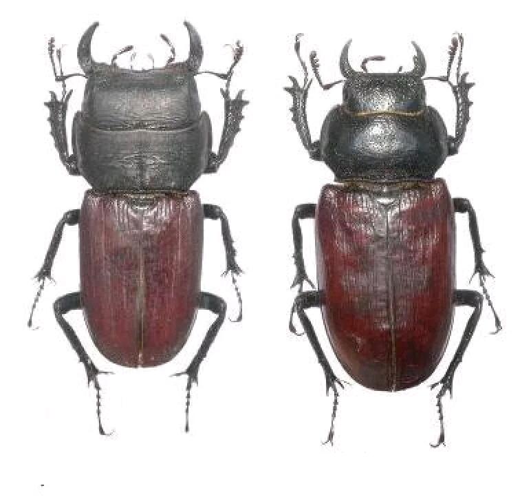 盘点国内一些锹甲的同物异名 - 哔哩哔哩