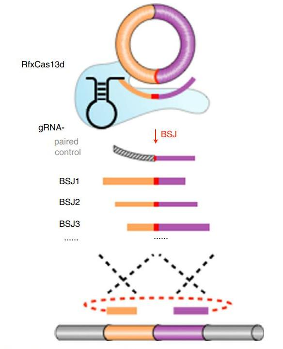 Nature protocols| 珍藏版！陈玲玲教授发表CRISPR/Cas13d gRNA文库筛选功能性环状RNA - 哔哩哔哩