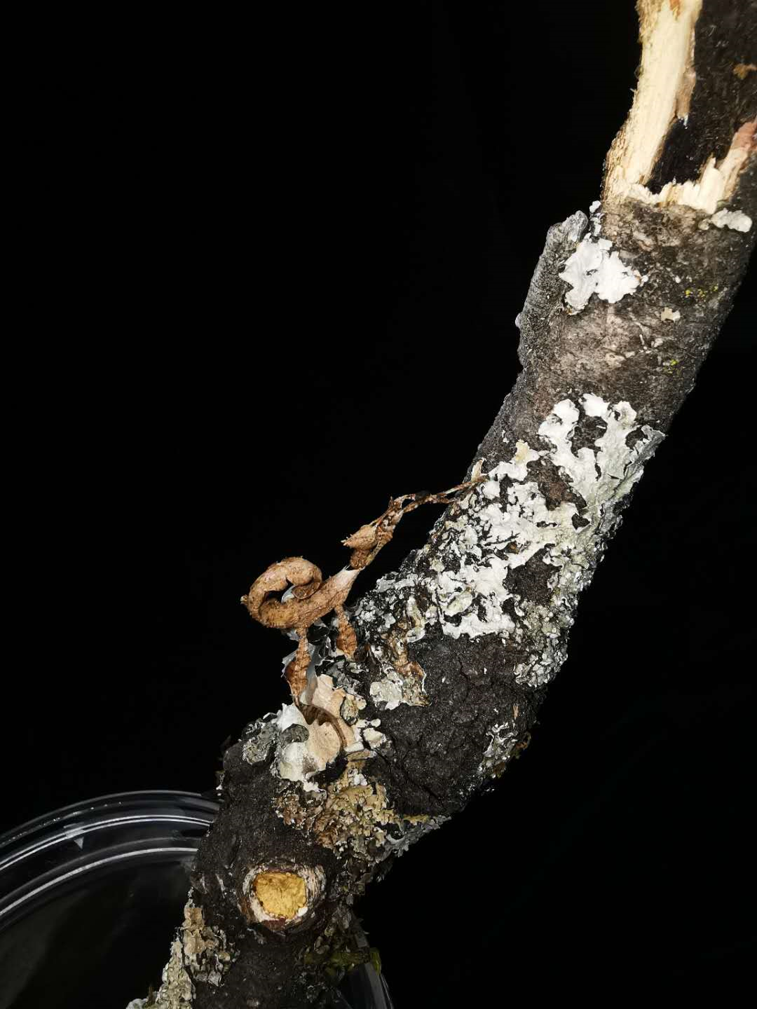 国内原产与国内流通竹节虫食材汇总（2020年6月版） - 哔哩哔哩