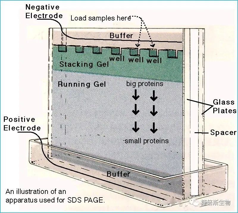 干货：Western blot全流程教你如何从0到1 - 哔哩哔哩