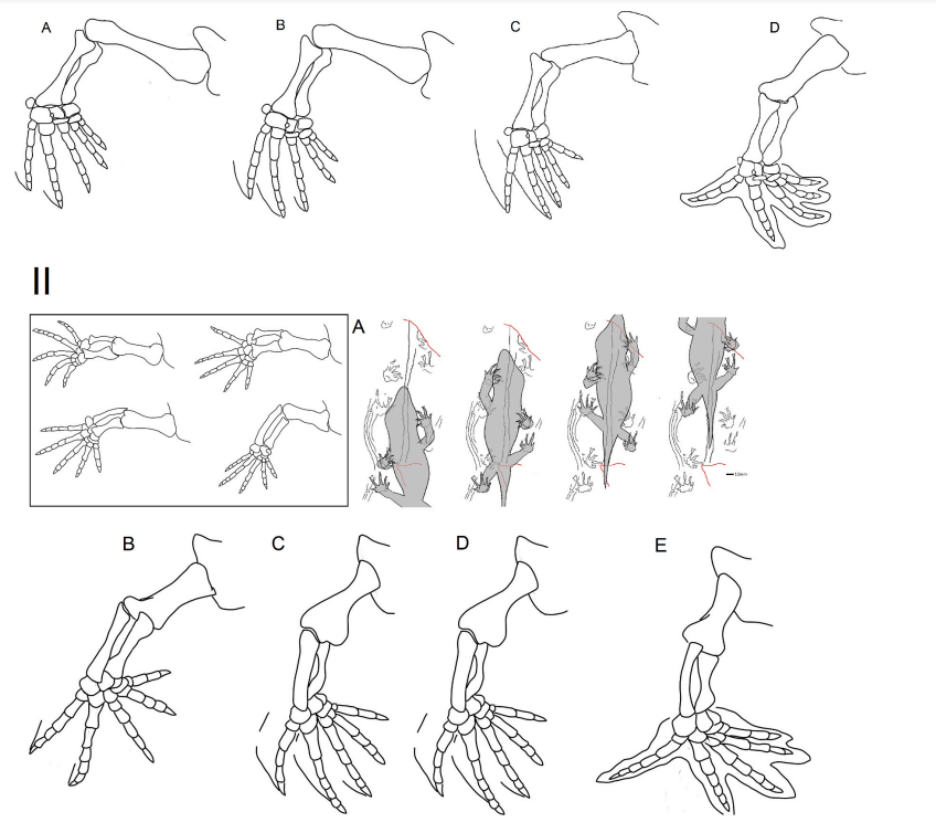 大鼻龙科——初代真爬那些事 - 哔哩哔哩