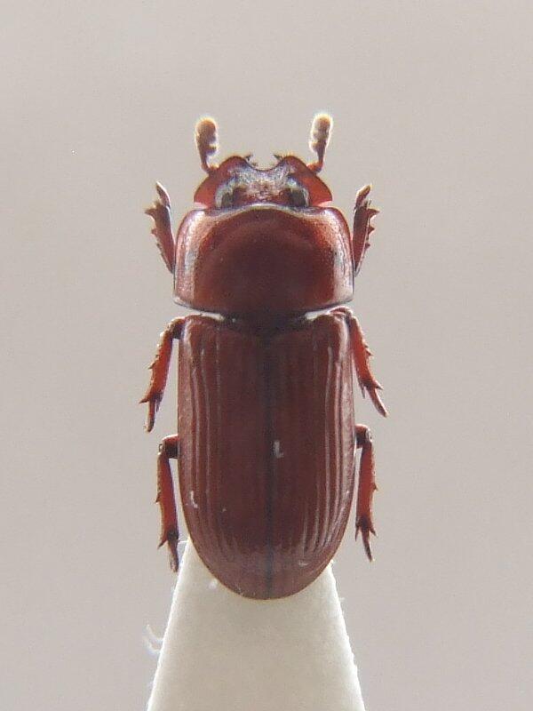 国产锹甲科各属中式属名与异名的对照与分类 - 哔哩哔哩