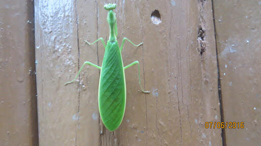 【螳螂科普】花螳中的巨人 - 哔哩哔哩