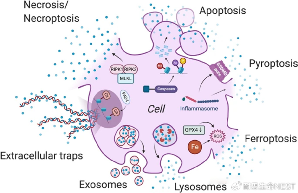 PAMPs和DAMPs：免疫反应的导火索 - 哔哩哔哩
