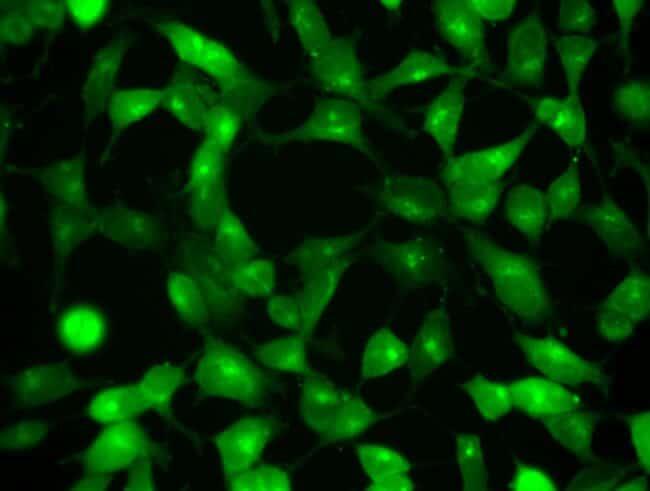 Fluo-4 AM钙离子荧光探针（染色原理、使用步骤、光谱） - 哔哩哔哩