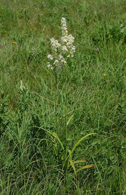 Liliales 随性科普•百合目 - 哔哩哔哩