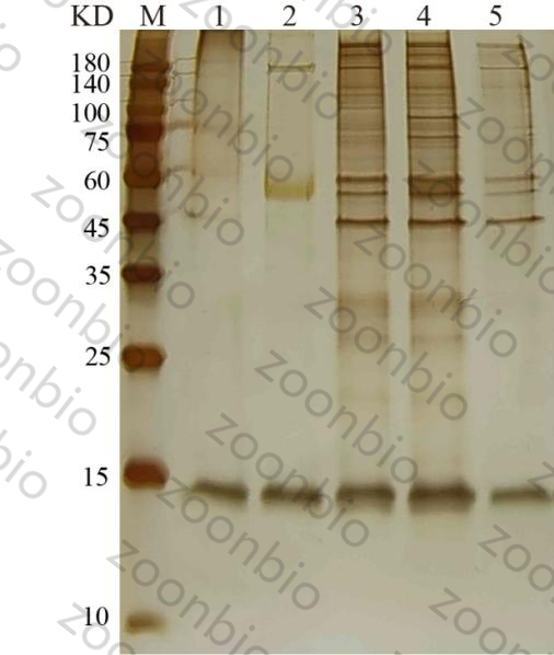 DNA Pull down实验流程-钟鼎生物 - 哔哩哔哩