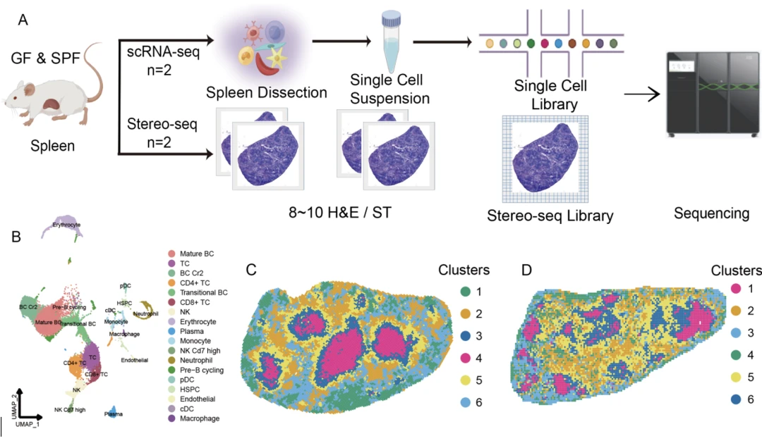 JGG｜方晓东/魏泓团队发现微生物群塑造小鼠脾脏解剖结构和免疫功能 - 哔哩哔哩