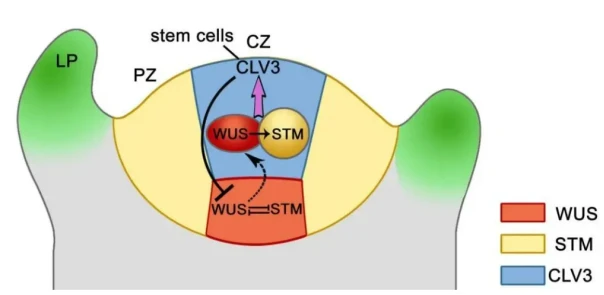 卷死自己（26）——浅述植物茎顶端分生组织发育的调控机制 - 哔哩哔哩