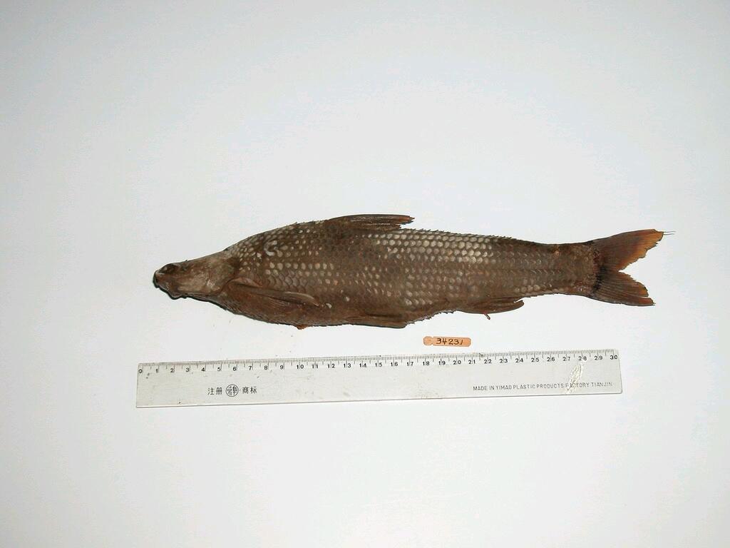 黄河国家一级保护动物北方铜鱼的生物学及灭绝历程 - 哔哩哔哩