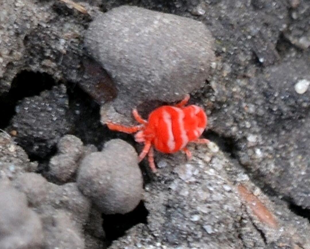 中国常见螨虫图鉴1.0 - 哔哩哔哩