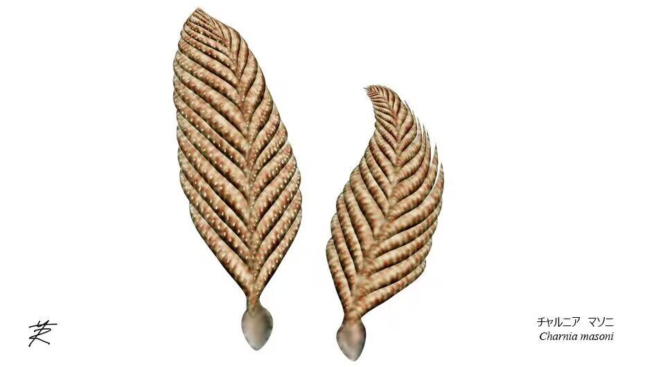 远古时期的异界之花——花瓣动物门（Petalnamae） - 哔哩哔哩