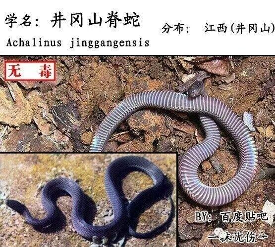 中国蛇类图鉴及名录2017(上) - 哔哩哔哩