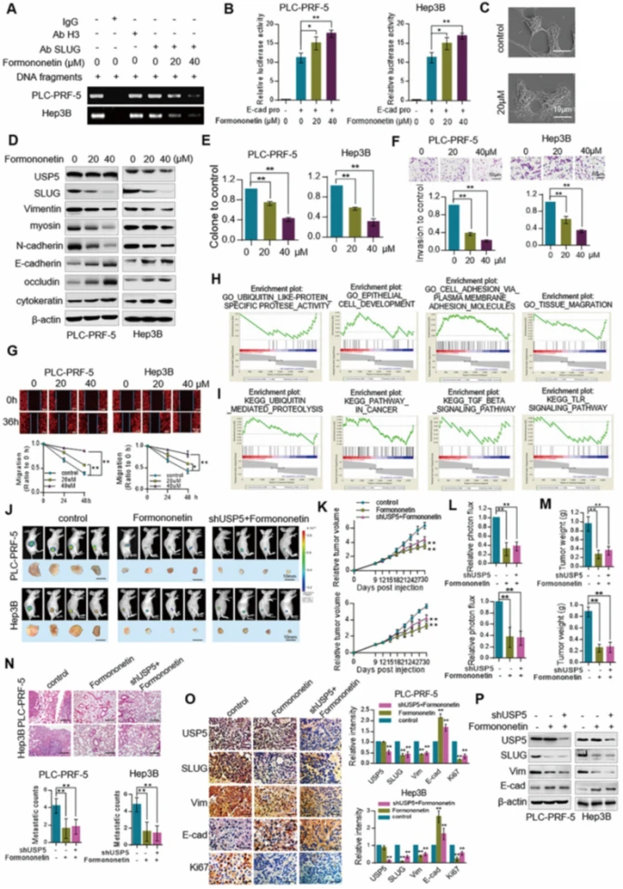 USP5通过稳定肝细胞癌的SLUG促进上皮-间质转化 - 哔哩哔哩