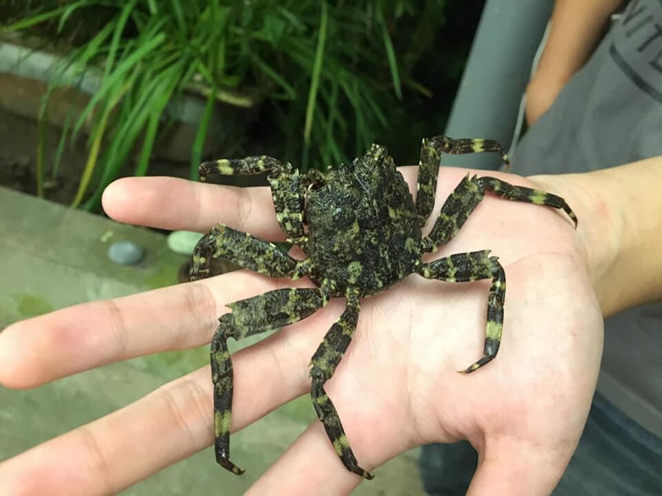 【新种发布】东亚地区相手蟹拆分和整理1（1） - 哔哩哔哩