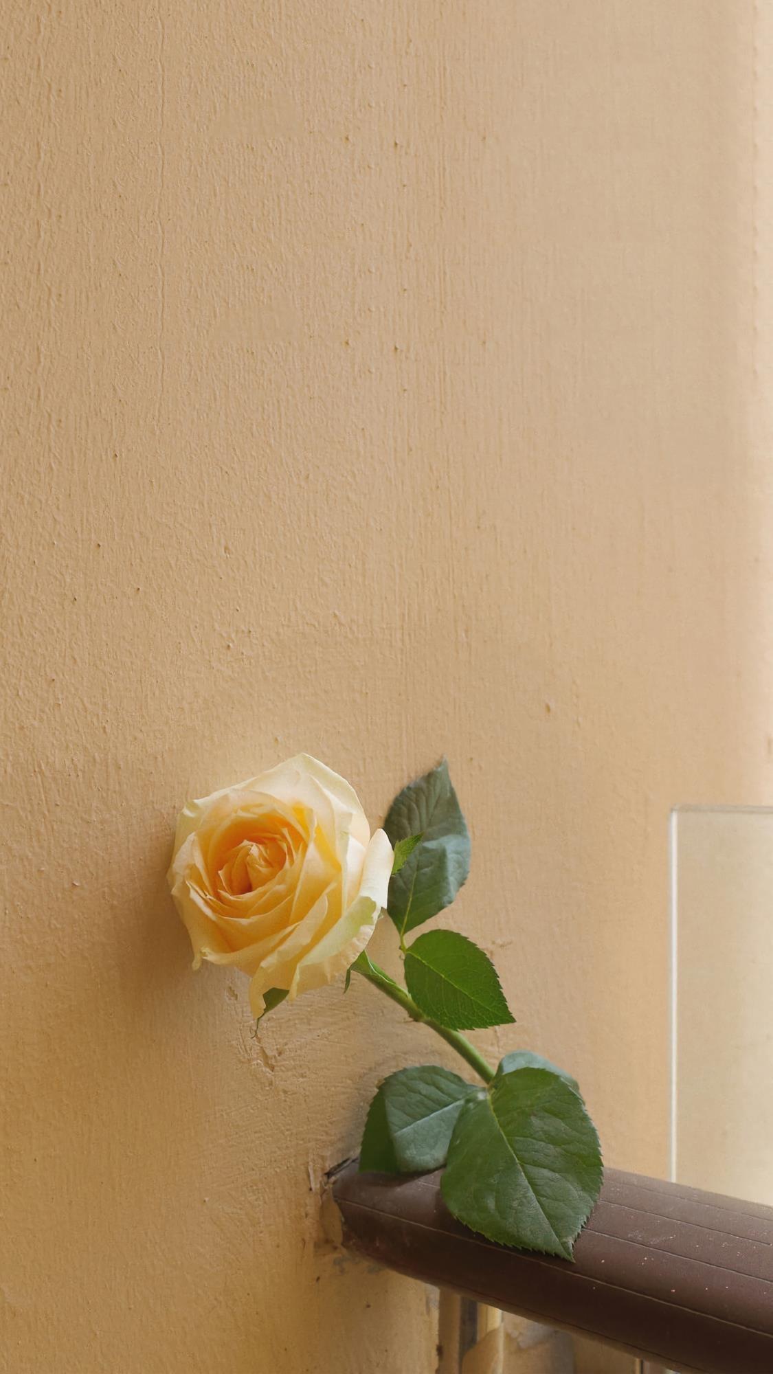 【美图分享125】七夕玫瑰特辑~~我将玫瑰藏于身后，期盼与你赴约 - 哔哩哔哩