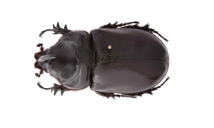 蛀犀金龟属全物种科普 - 哔哩哔哩