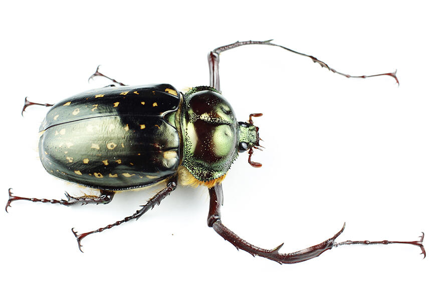 臂金龟-属与种简介 - 哔哩哔哩