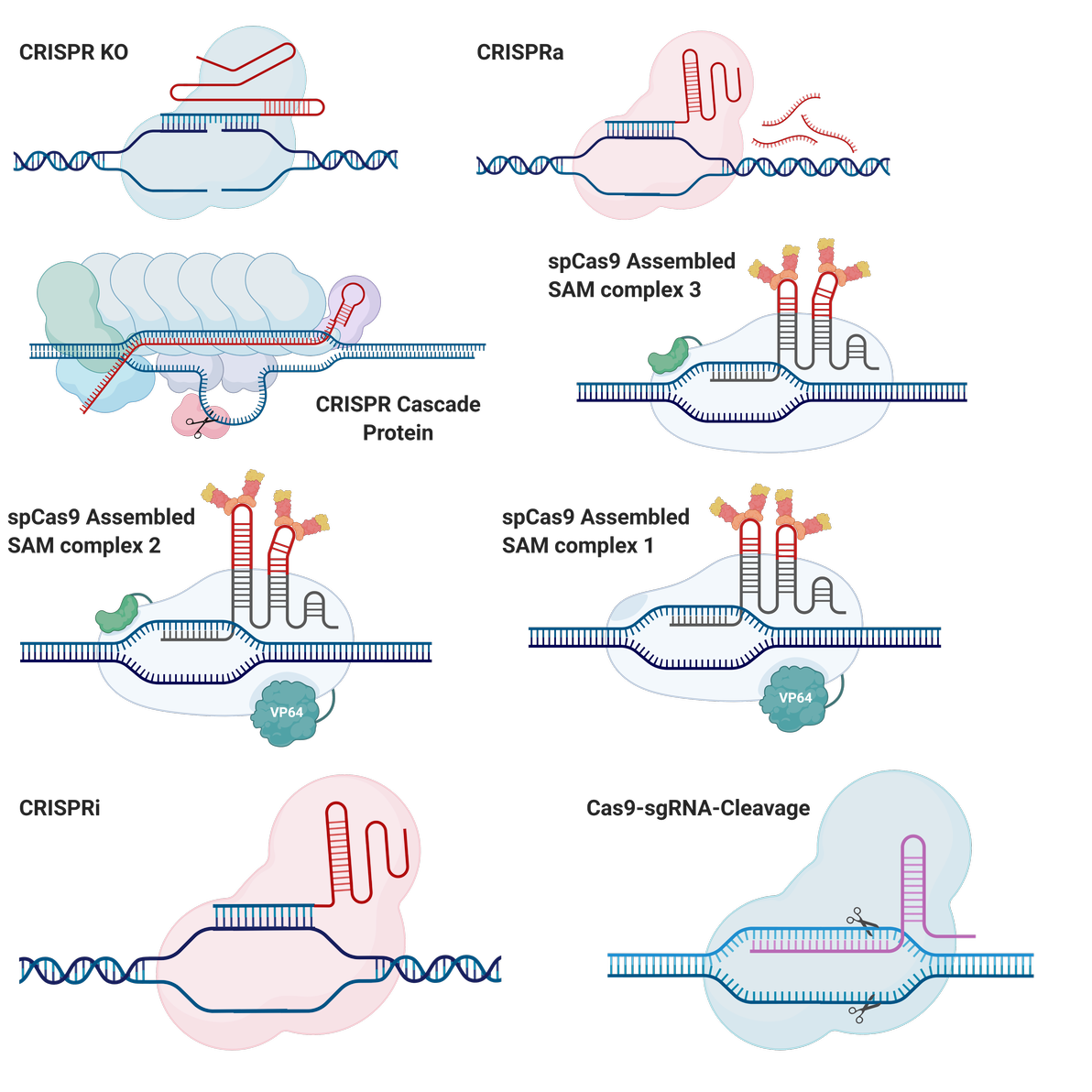 CRISPR gRNA 设计网页汇总 - 哔哩哔哩