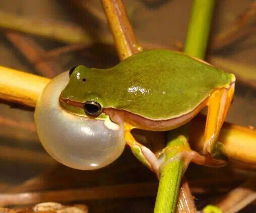 【转林业局】华南地区两栖爬行动物( 第一篇 )文章内容 - 哔哩哔哩