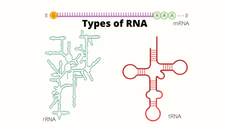 RNA 的类型：结构和功能 - 哔哩哔哩