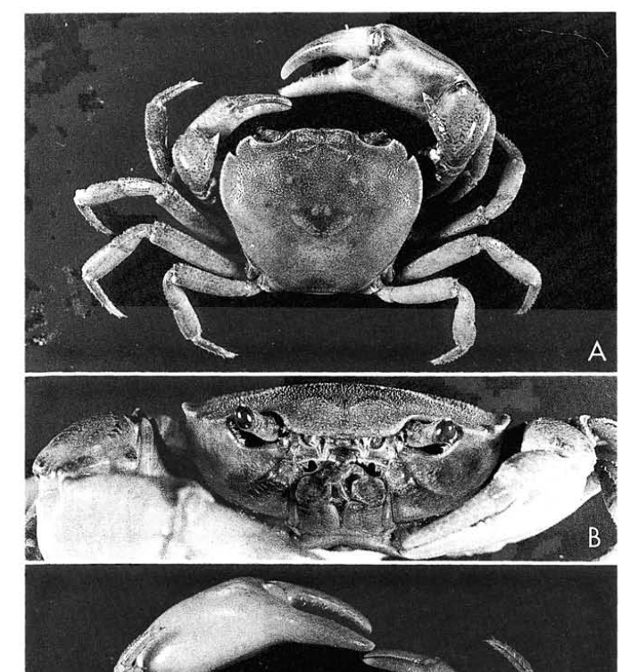 【新种发表】两广的异掌溪蟹属2新种 - 哔哩哔哩