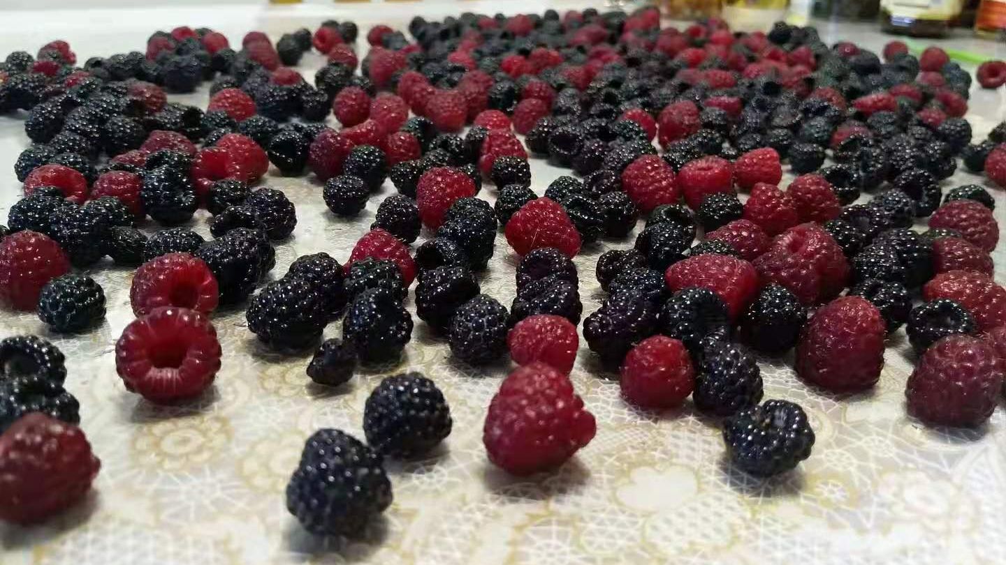 种树莓之前必看，帮你选择适合你的树莓 - 哔哩哔哩