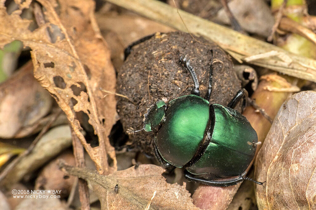 蜣螂-族与属整理（三） - 哔哩哔哩